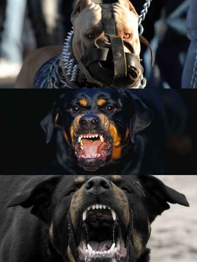 Govt Bans 23 Dog Breeds in India know 10 most dangerous dogs of world ...