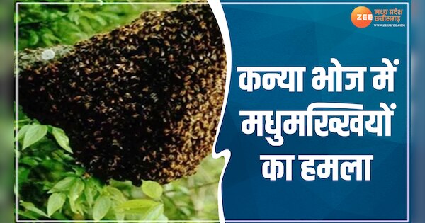 Maihar News: कन्या भोजन कर रही थी बच्चियां, मधुमख्खियों ने किया हमला ...
