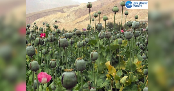 Afeem: ਕੀ ਅਫੀਮ ਸਿਹਤ ਲਈ ਫਾਇਦੇਮੰਦ ਹੈ? ਜਾਣੋ ਇਸ ਦੇ ਫਾਇਦੇ ਅਤੇ ਨੁਕਸਾਨ