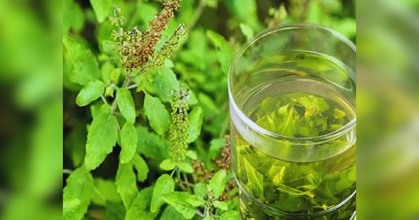 Benefits of Tulsi Water: गर्मियों में तुलसी का पानी पीने के हैरान कर ...