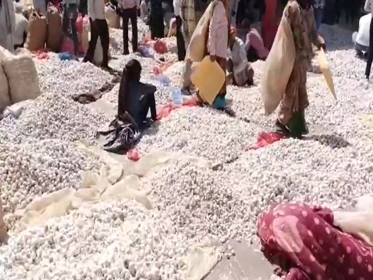 Bumper arrival of garlic in Pratapgarh krshi upaj mandee | Pratapgarh ...