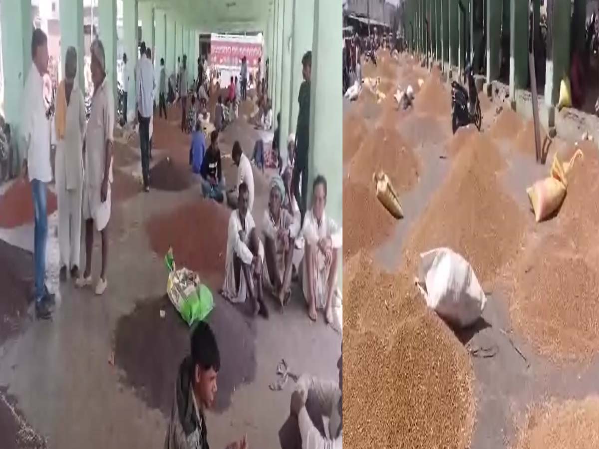 Pratapgarh krshi upaj mandee These days there is bumper arrival of ...