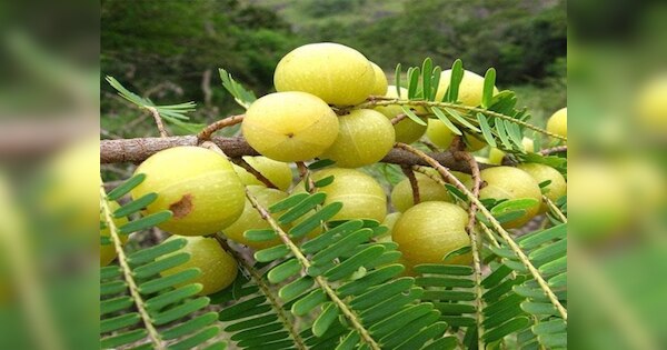 amalaki ekadashi 2024 know the importance of amalaki ekadashi and how ...