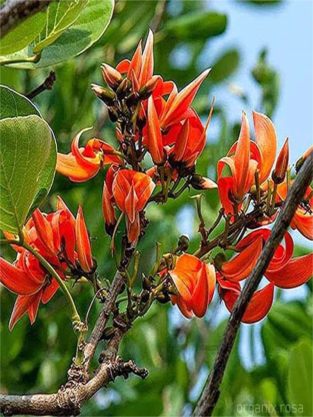 herbal Holi Celebration with Palash flowers palash ke phool se rang ...