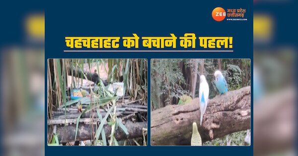 Campaign to save sparrow bird is going on in Khargone district youth ...