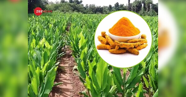 Agriculture News farmer earning 50 thousand per month by haldi ki kheti ...