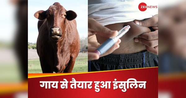 Scientists genetically modify Brazil Brown Bovine cow to solve insulin ...