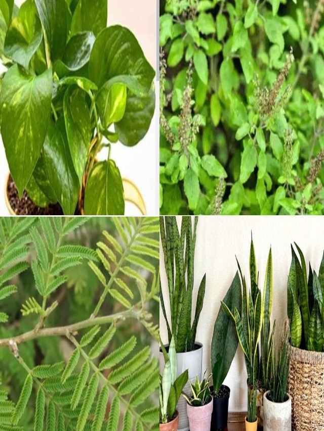 plants for home according to vastu shashtra money plant tulsi bamboo ...