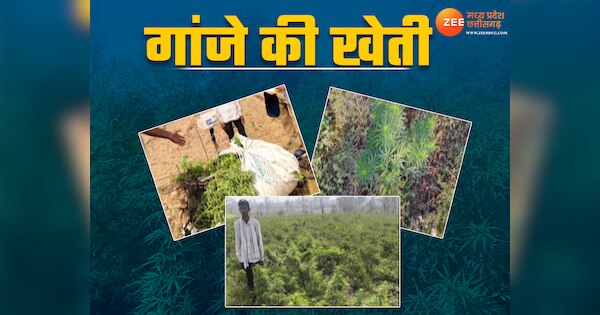 MP News Cultivation of hemp in chilli field in Khandwa Police arrested ...