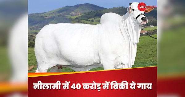 worlds most expensive nelore cow worth Rs 40 crore in Brazil | ये है 40 ...