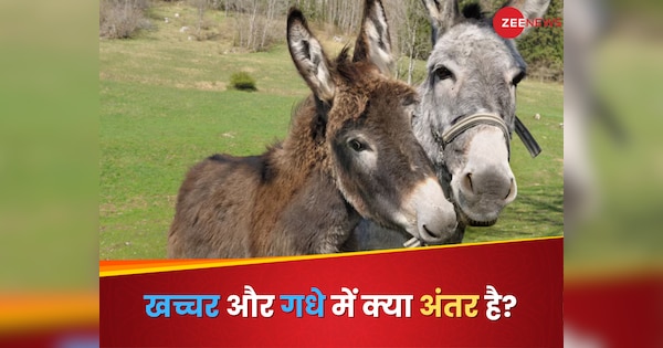 What is the difference between mule and donkey khachhar aur gadhe me ...