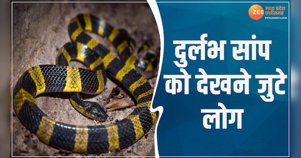 Ahiraj Snake fell septic tank saap tanki me gira viral video | सेप्टिक ...