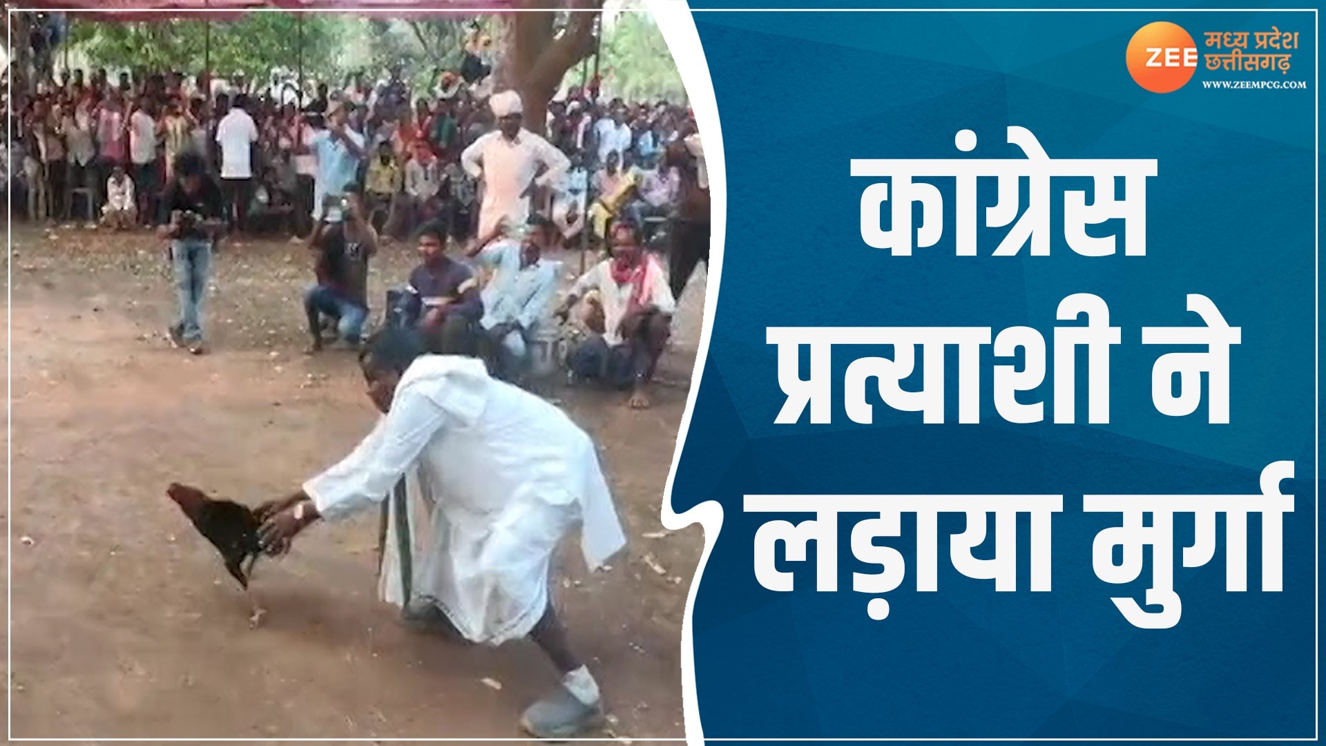 Bastar Congress Candidate Kawasi Lakhma cock fighting murgo ki ladai ka ...