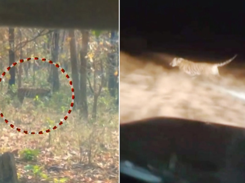 Number of tigers increased in india largest tiger reserve Rani ...