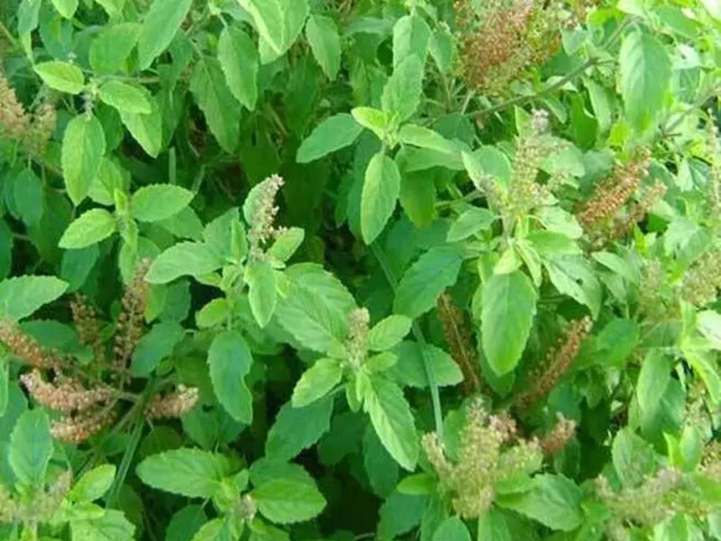 Astro Tips: आर्थिक संकट को दूर करने के लिए घर ले आएं ये 5 चीजें, मां ...