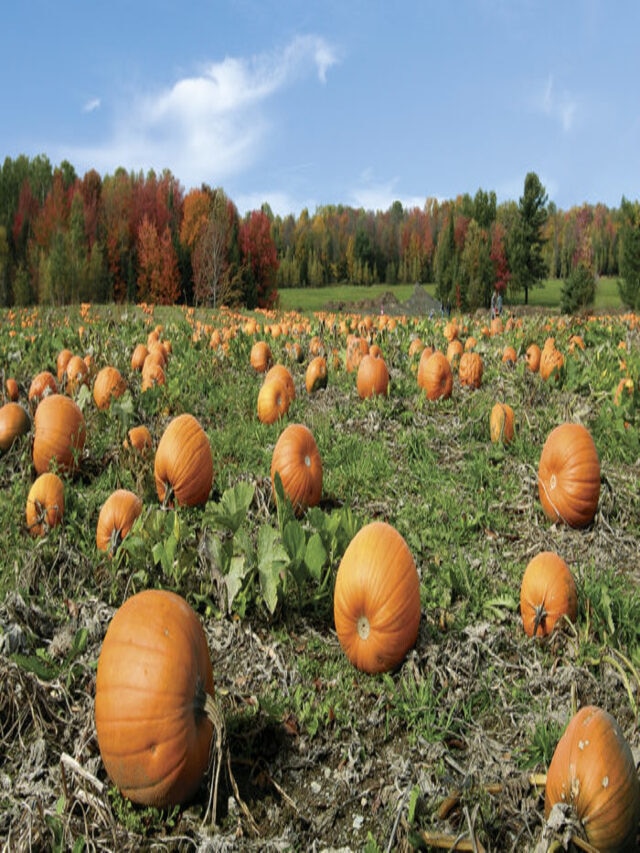 Why Women Never Cut Pumpkin And Why Only Men Cut Pumpkin Let know the ...