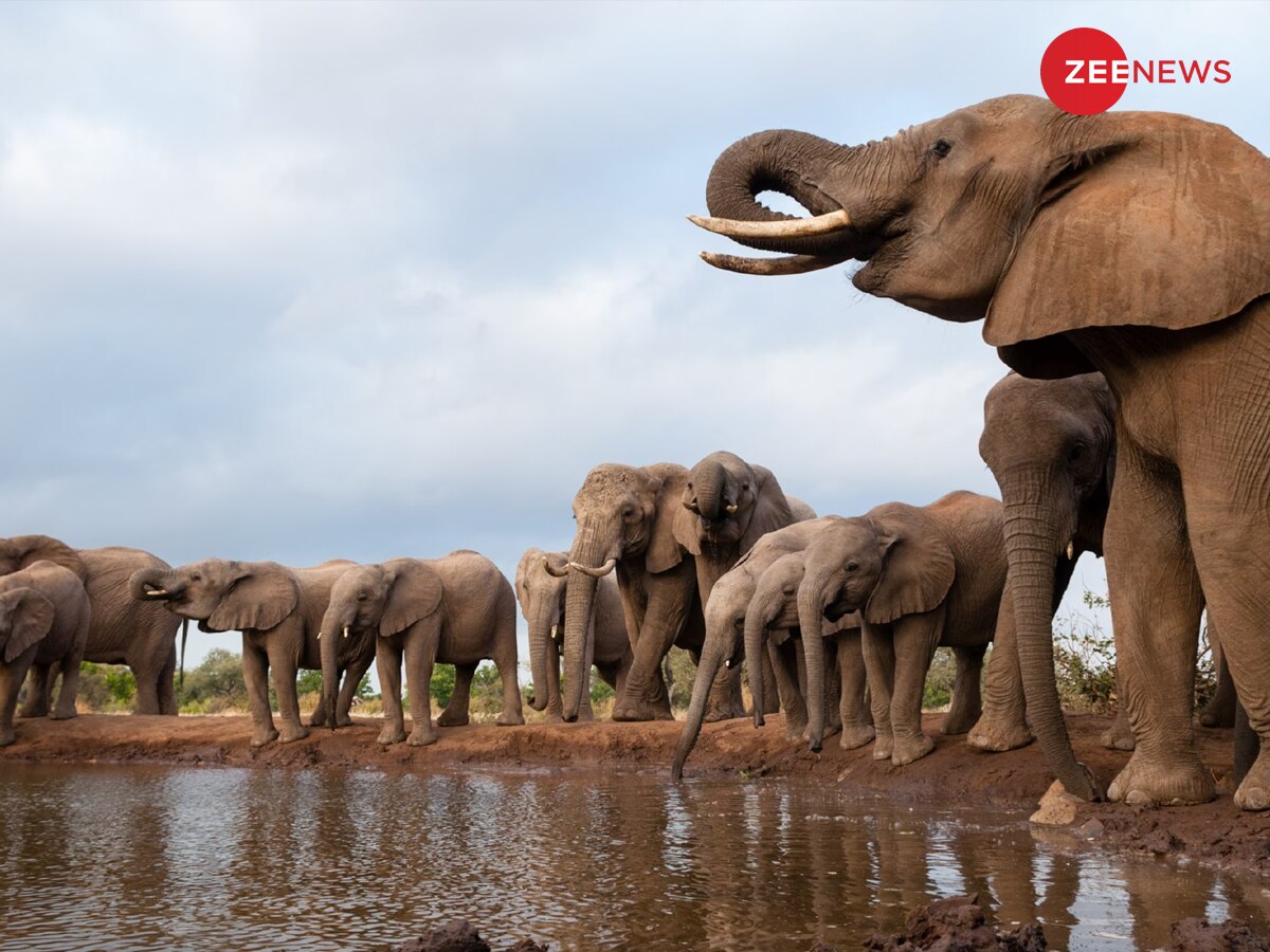 Botswana sent 20 thousand elephants as a gift to teach Germany | जर्मनी ...