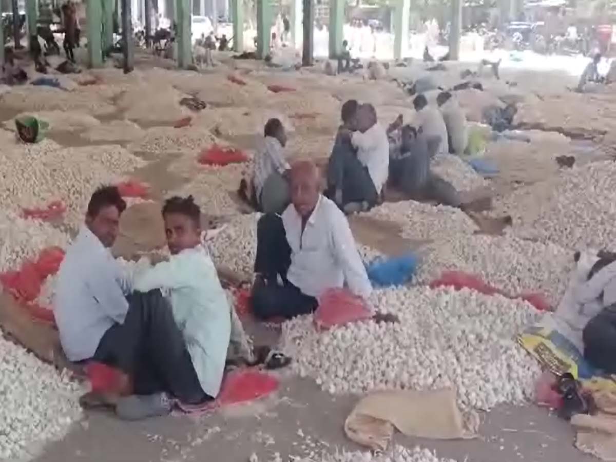 prataapagadh krshi upaj mandee Bumper arrival of garlic in market know ...