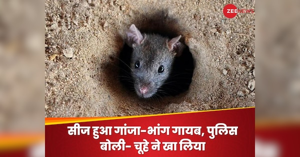 Jharkhand Police seized 19 kg ganja bhaang missing rats eats it | सीज ...