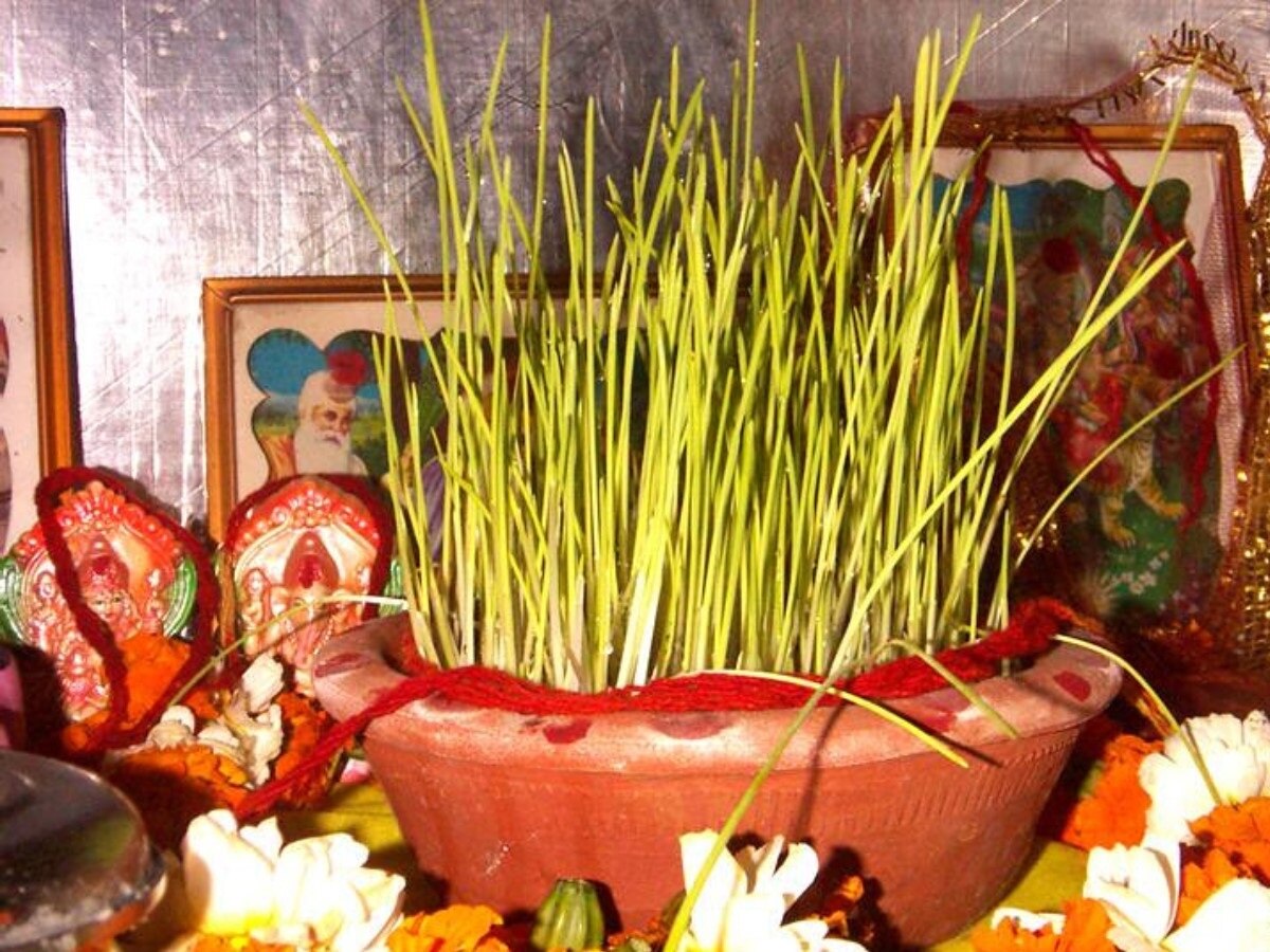 chaitra navratri 2024 jaware importance barley color sown during ...