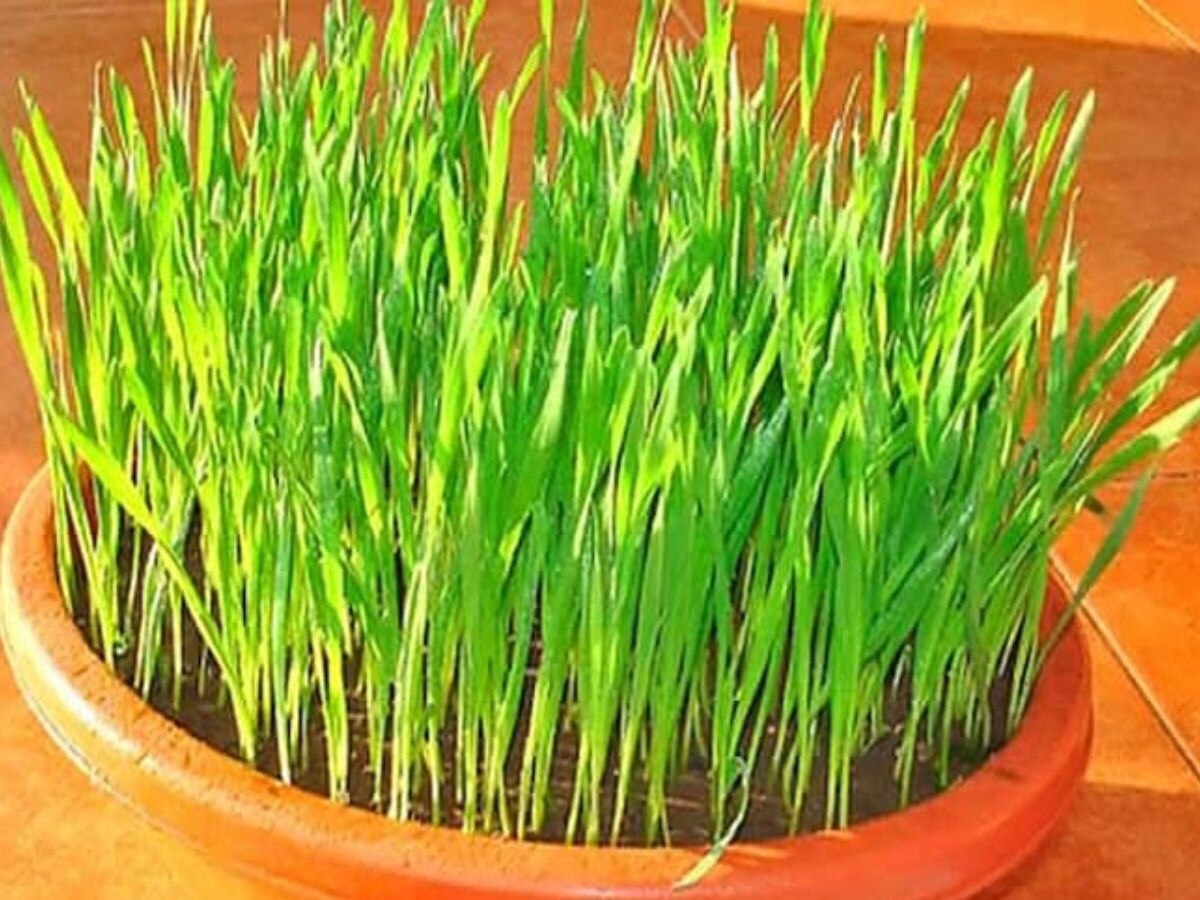 chaitra navratri 2024 jaware importance barley color sown during ...