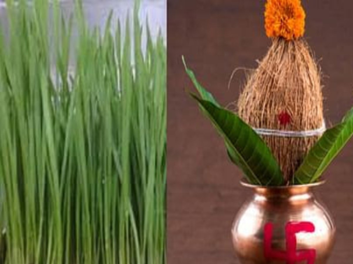 chaitra navratri 2024 jaware importance barley color sown during ...