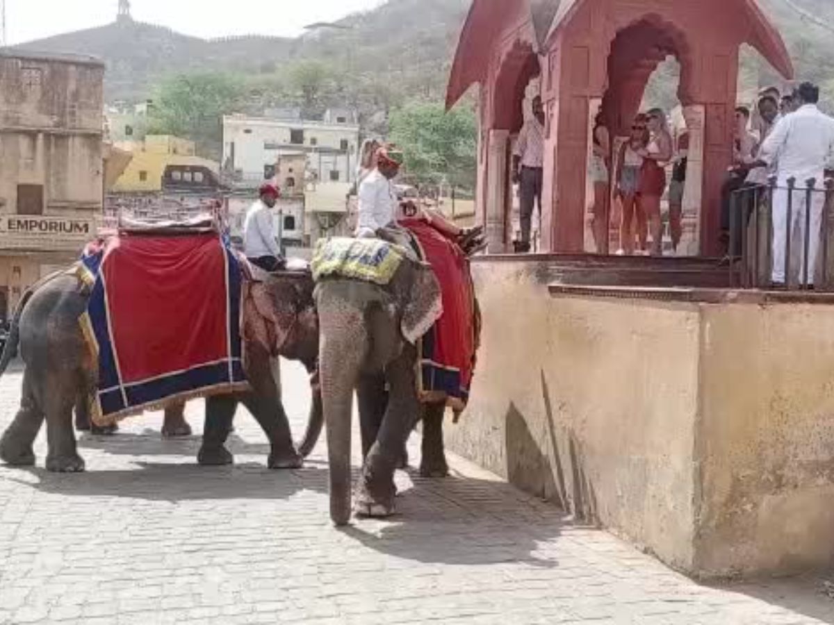 Jaipur News hathi Safari available in kunda hathi vilaage instead of ...