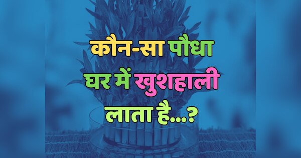 Trending Quiz कौन सा पौधा घर में खुशहाली लाता है Trending Quiz