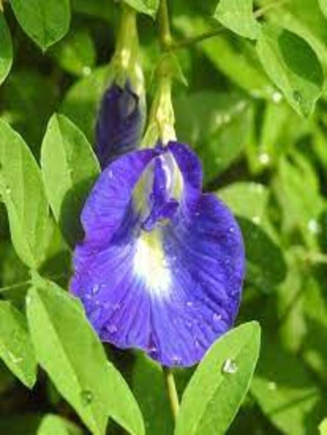 aparajita phool ke upay maa lakshmi will be happy money will be money ...