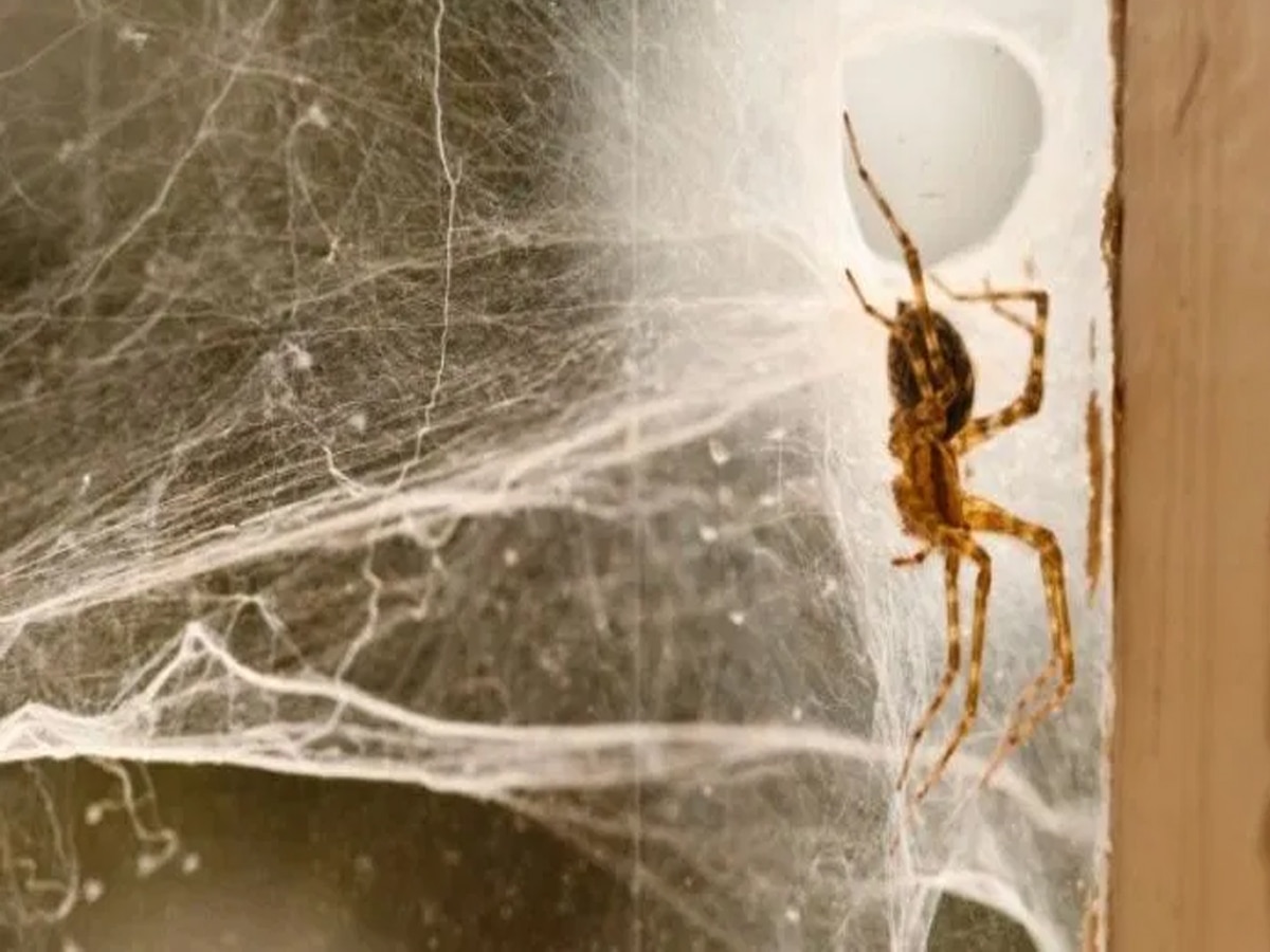 Home Vastu: घर की इस दिशा में रख लें आइना, मां लक्ष्‍मी की कृपा तेजी से ...