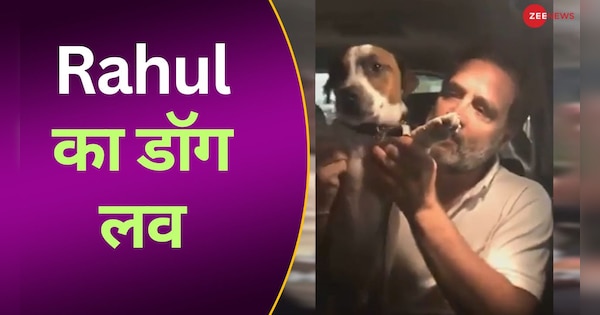 rahul gandhi seen playing with dog video went viral | डॉगी के साथ खेलते ...