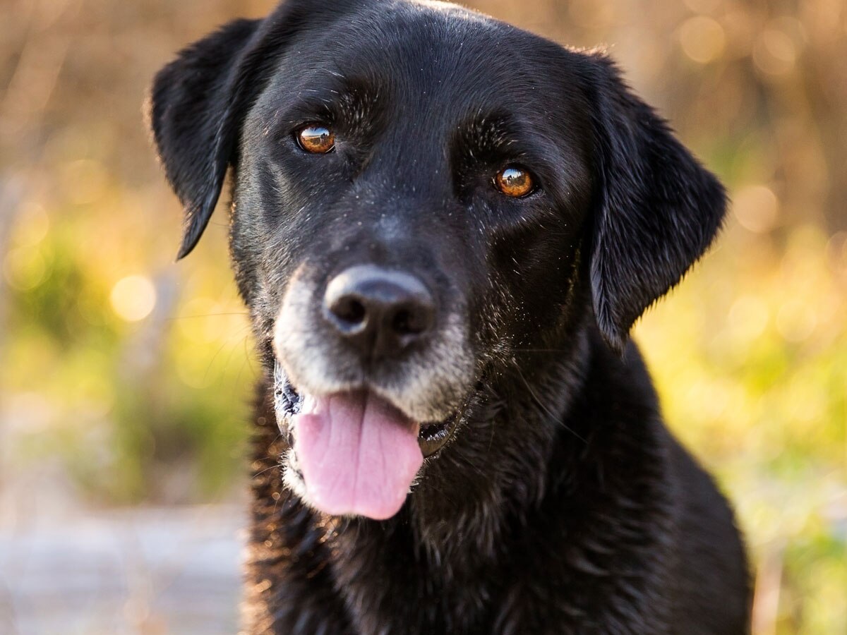 jyotish news shani dev may gets angry because of these reason | गलती से ...