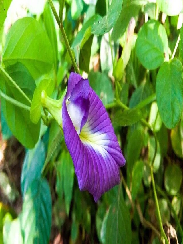 What is Aparajita plant and Blue flower tea will keep you away from ...