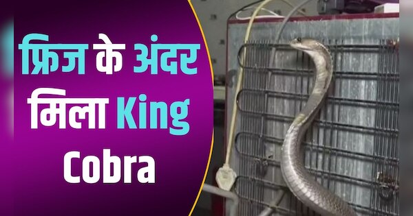 viral video of king cobra sitting in fridge goes viral | फ्रिज खोलते ही ...