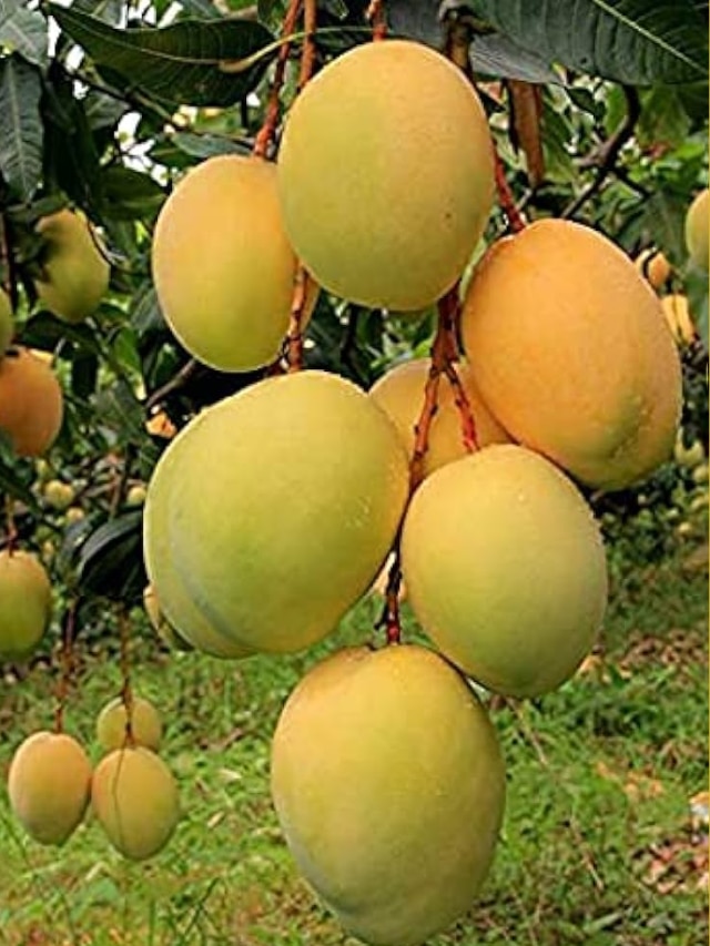 UP unique tree More than 300 varieties mangoes grow UP ka anokha aam ka ...