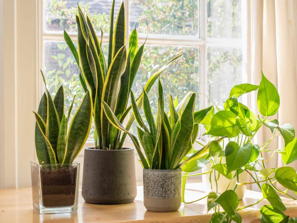 Lucky Plants for home: चुंबक की तरह घर में खींचकर लाते हैं पैसा, ये ...