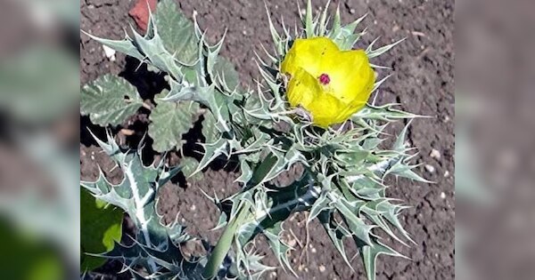 What is the use of Swarnakshiri plant for health and bark of ...