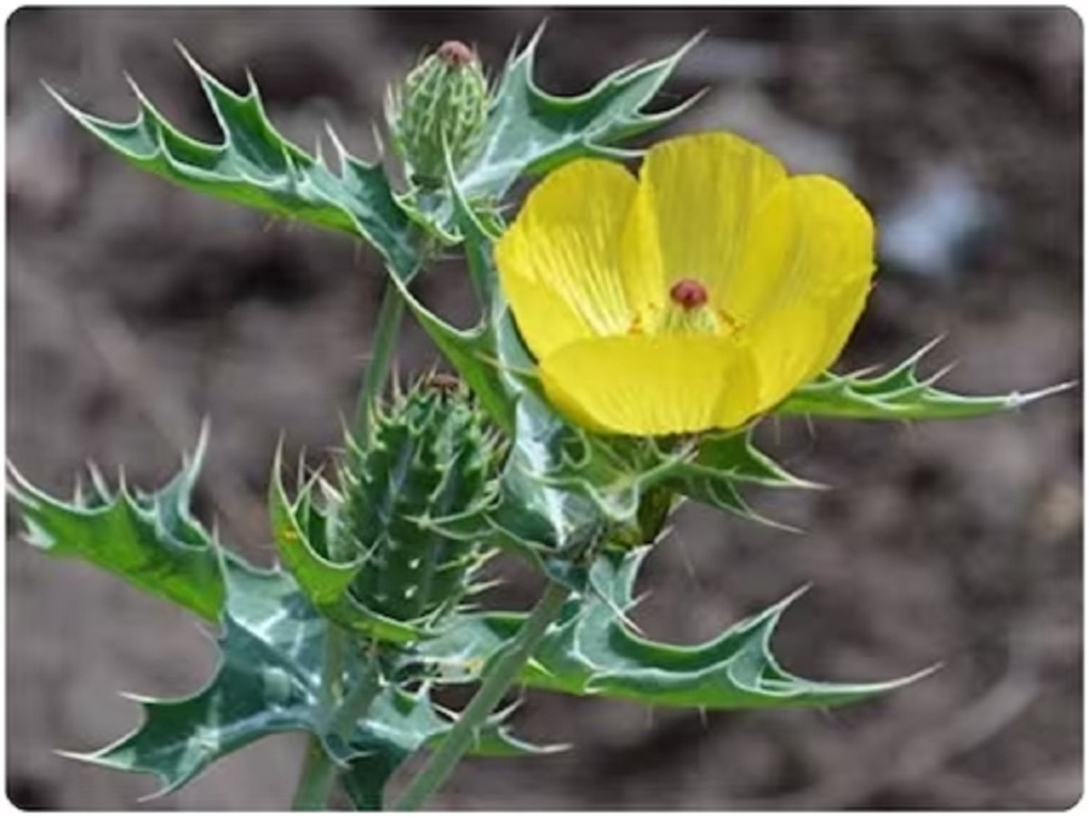 What is the use of Swarnakshiri plant for health and bark of ...