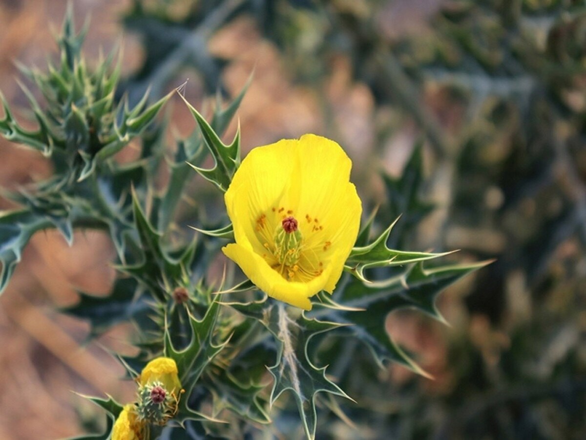 What is the use of Swarnakshiri plant for health and bark of ...