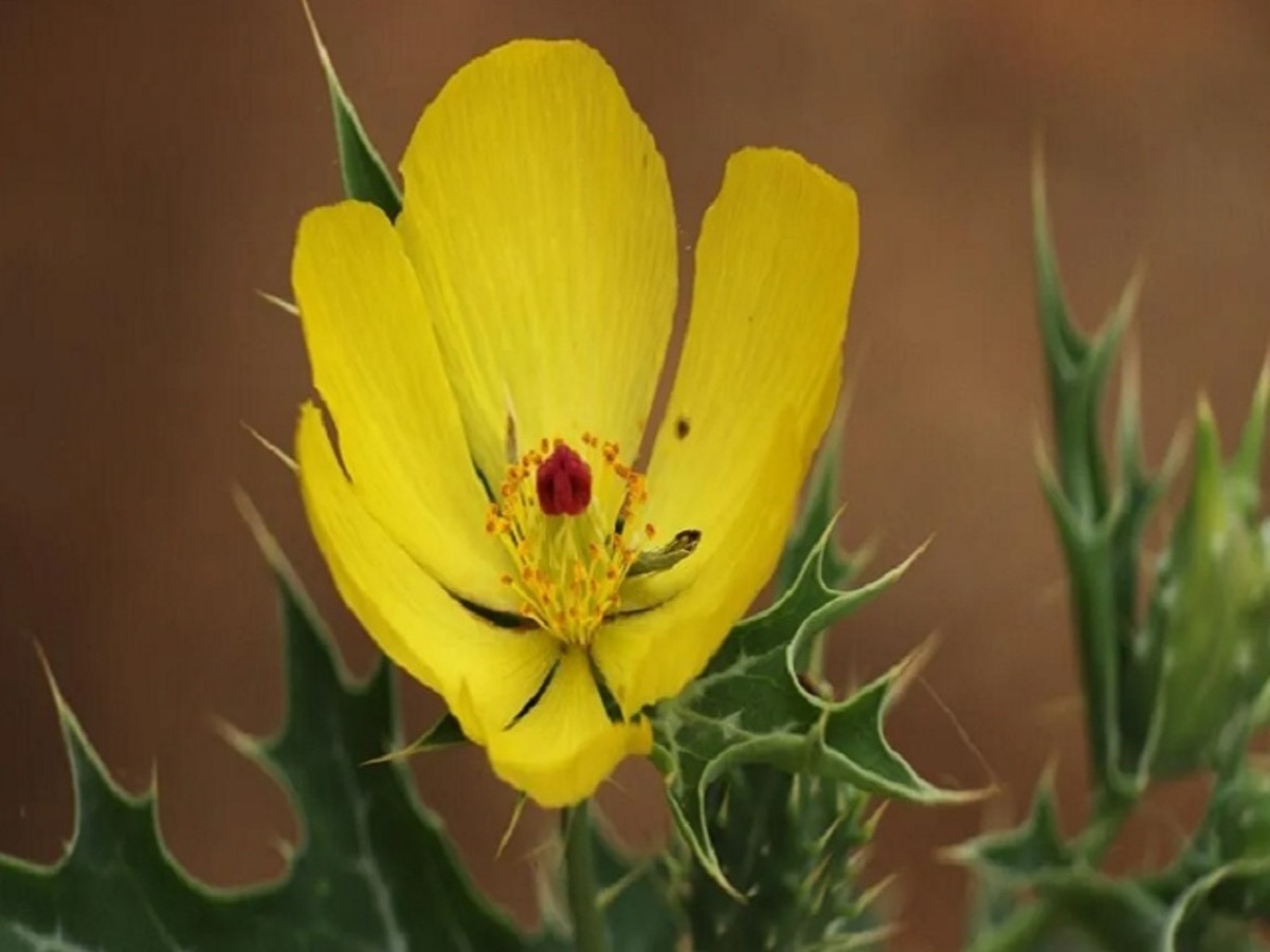 What is the use of Swarnakshiri plant for health and bark of ...