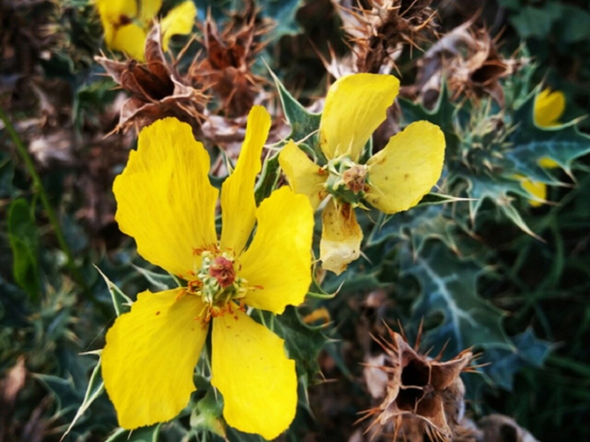 What is the use of Swarnakshiri plant for health and bark of ...