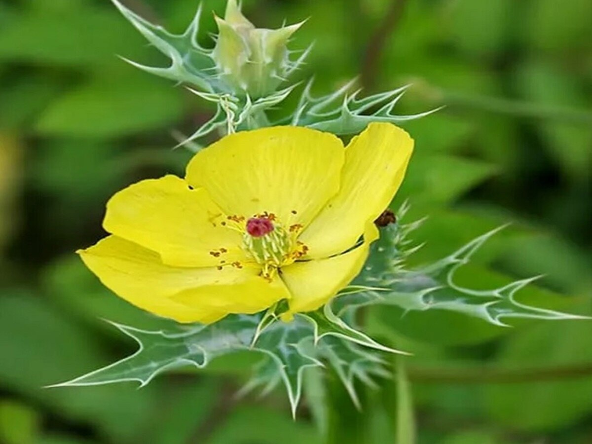 What is the use of Swarnakshiri plant for health and bark of ...