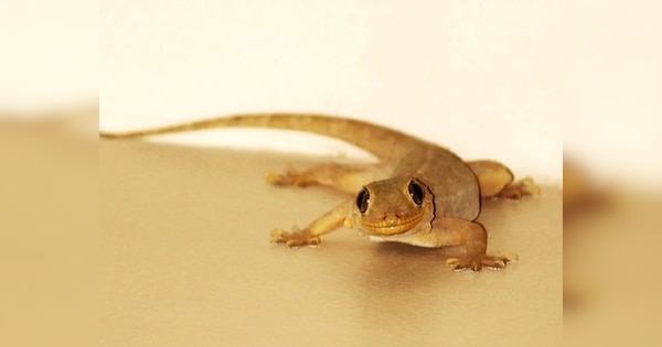 Lizard: घर में छिपकली का आना देता है अहम संकेत, करोड़पति बनेंगे या ...