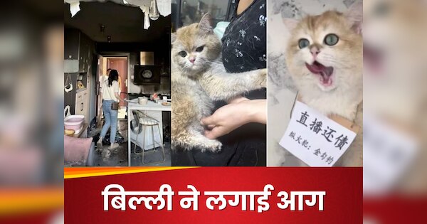 Cat In China Sets House On Fire Turning On Cooker Damage Causes Rs 11 ...