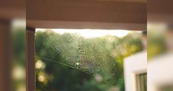 vastu tips for home according to vastu shastra spider webs get negative ...