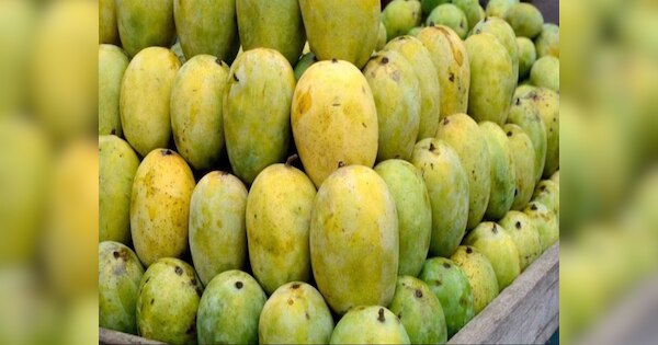 Bihar Special Mango of these districts are special famous Gulabkhas ...
