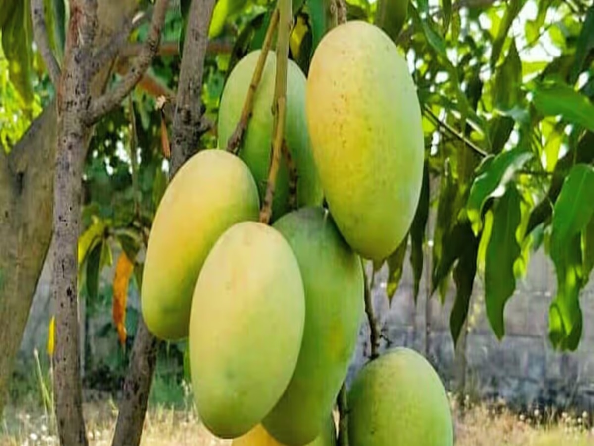 Bihar Special Mango of these districts are special famous Gulabkhas ...