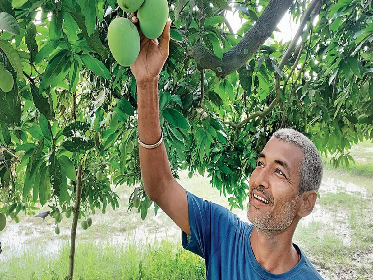 Bihar Special Mango of these districts are special famous Gulabkhas ...