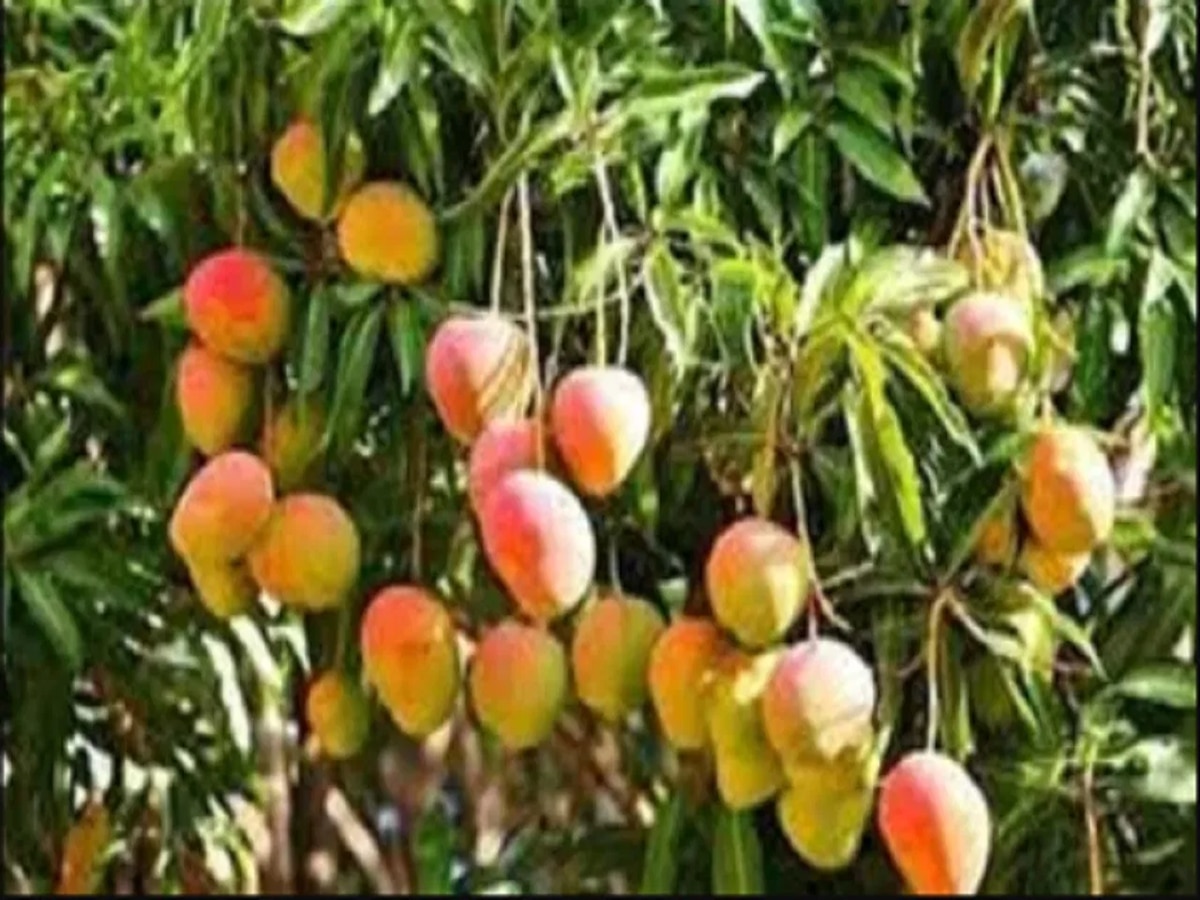 Bihar Special Mango of these districts are special famous Gulabkhas ...