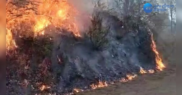 himachal Pradesh solan forest fire video many crops burn with animals ...